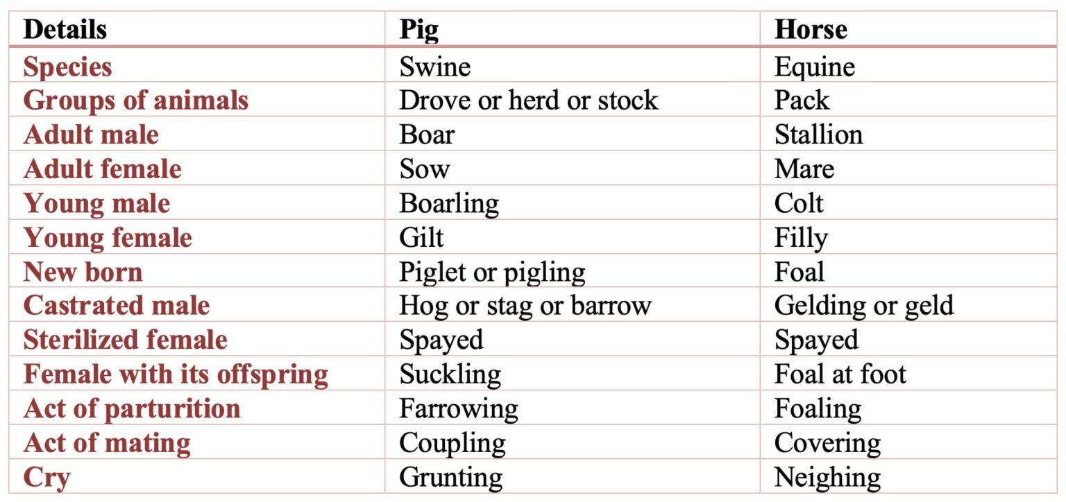 Common Terms Used in Animal Husbandry | Terms for Livestock