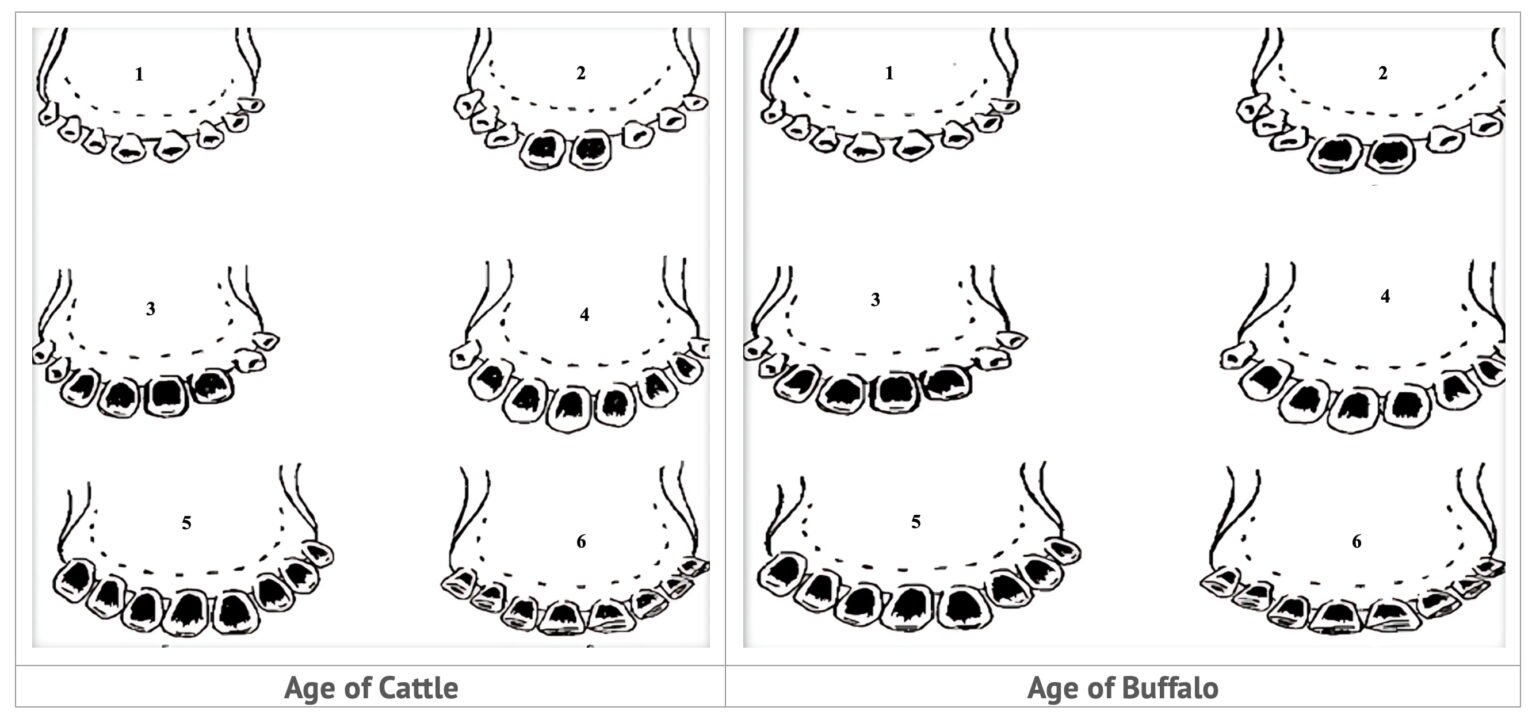 Dentition in Cattle and Buffaloes | Dental Formula & Age Estimation