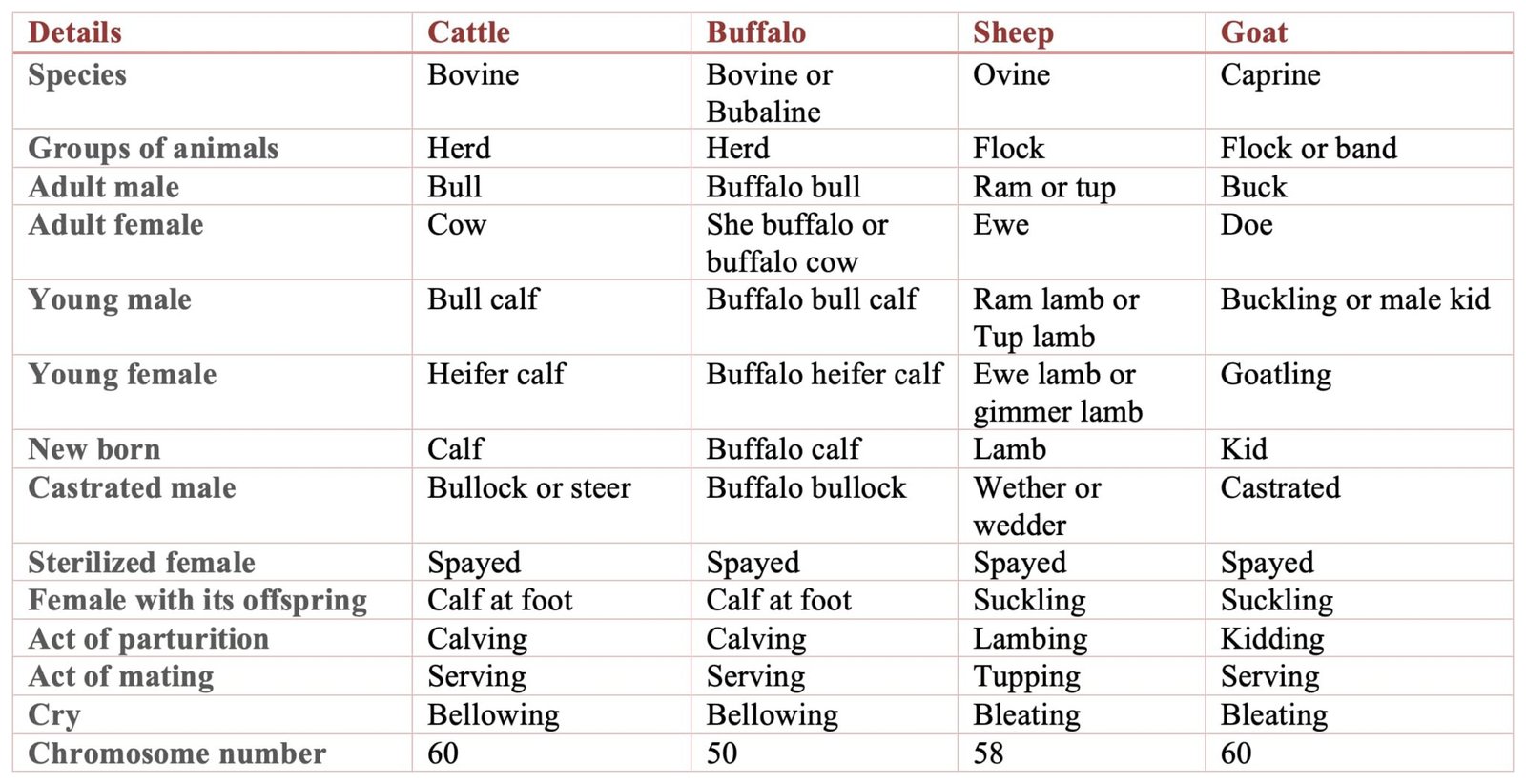 Common Terms Used in Animal Husbandry | Terms for Livestock