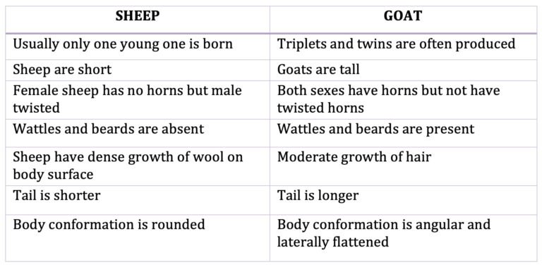 Differences Between Sheep and Goats | Sheep Vs Goat