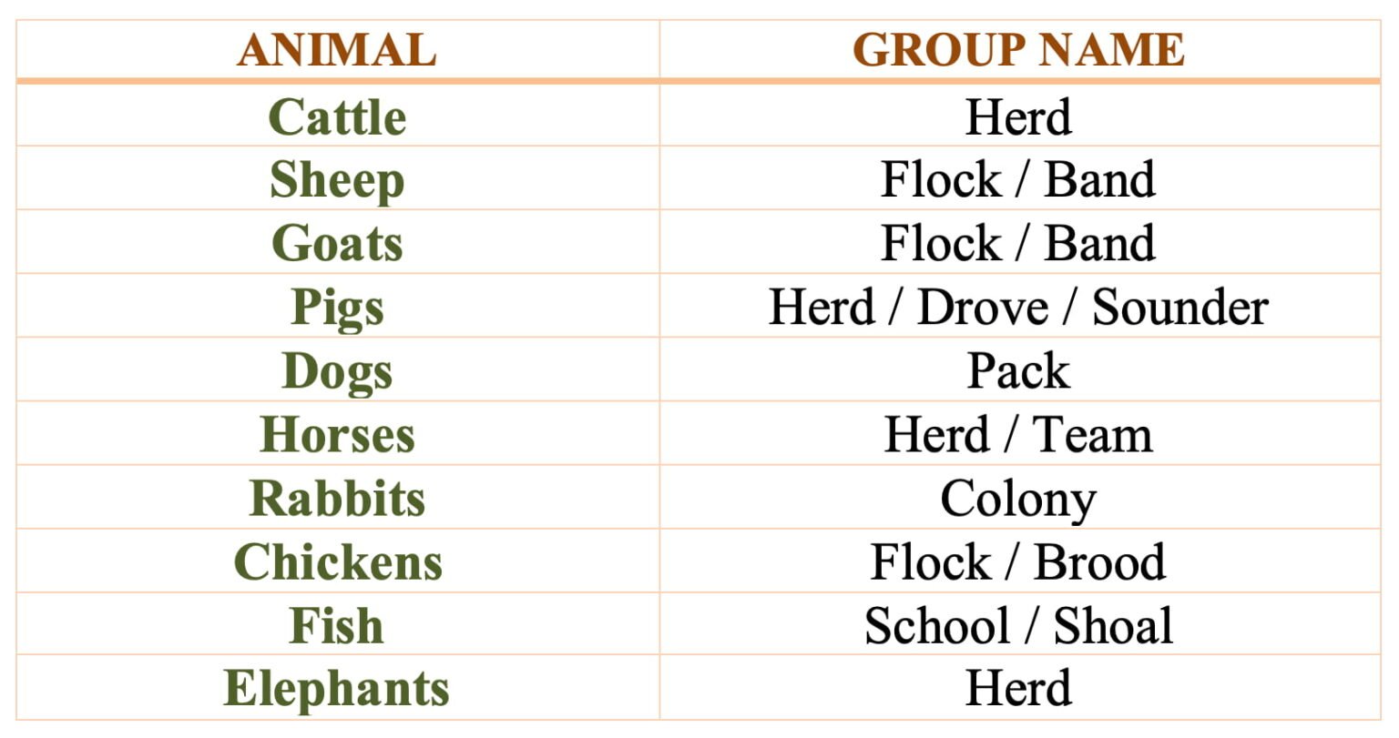 Names of Groups of Animals | Animal Science