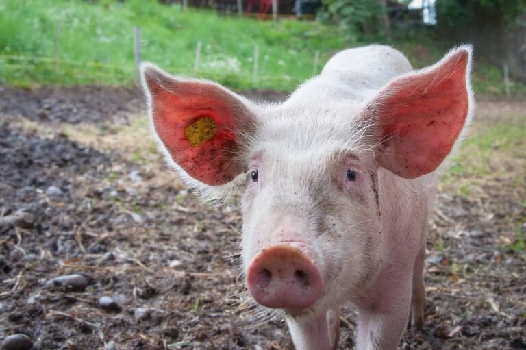 Pig (Sus scrofa domesticus) | Productive Livestock Animal
