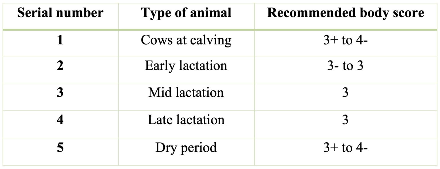 Body Condition Scoring (BCS) in Dairy Cattle | Animal Science