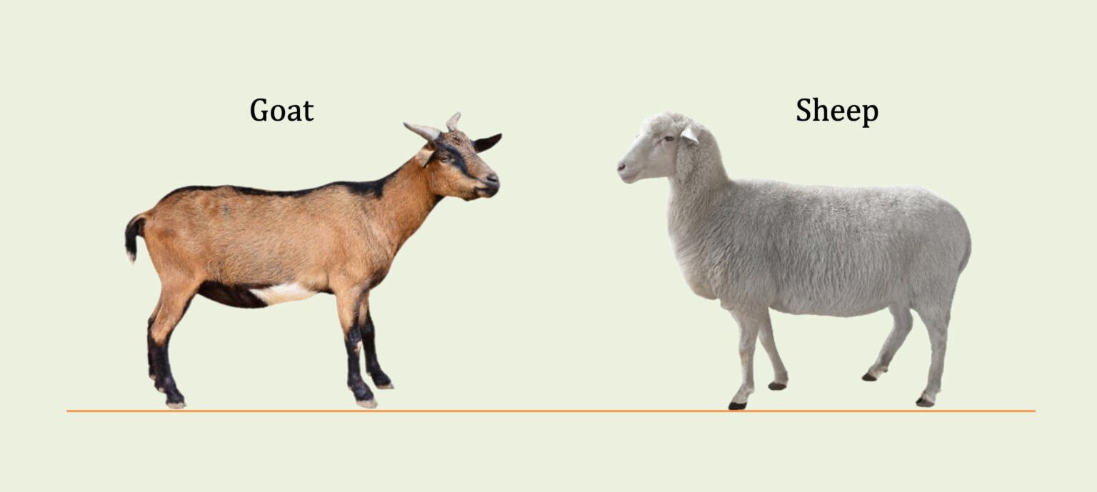 Differences Between Sheep and Goats | Sheep Vs Goat